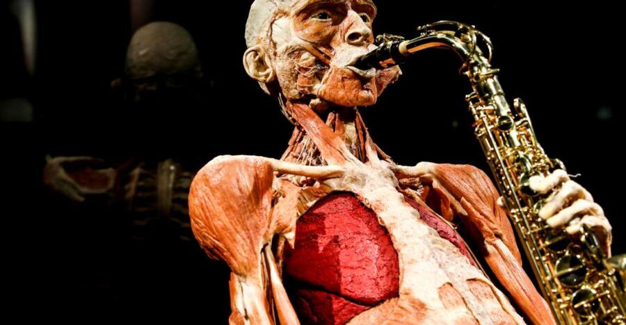 Body Worlds Amsterdam: The Happiness Project Ticket - Authentic Insights From Visitors
