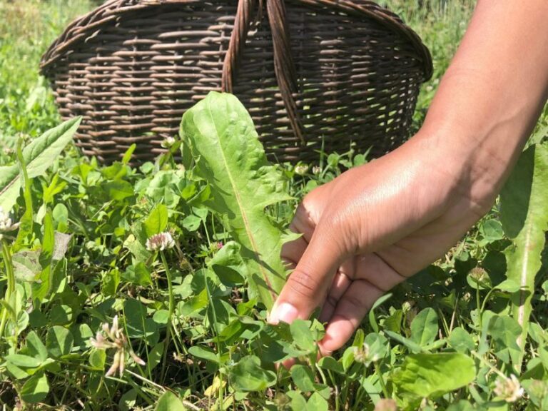 Bologna Forlì: foraging, looking for wild edible herbs - A Closer Look at the Foraging Tour in Emilia-Romagna