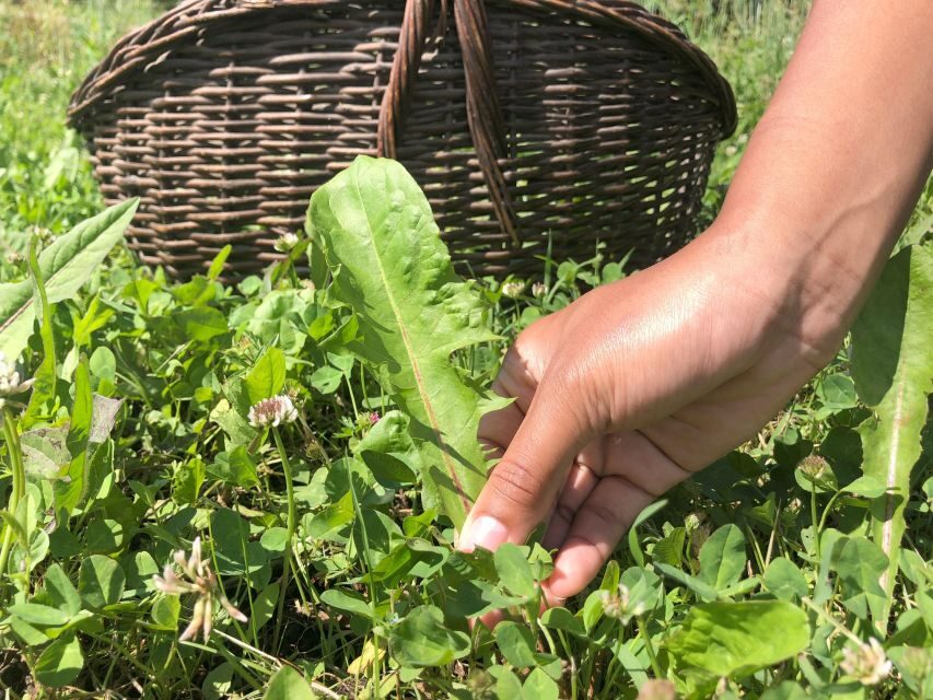 Bologna Forlì: foraging, looking for wild edible herbs - A Closer Look at the Foraging Tour in Emilia-Romagna