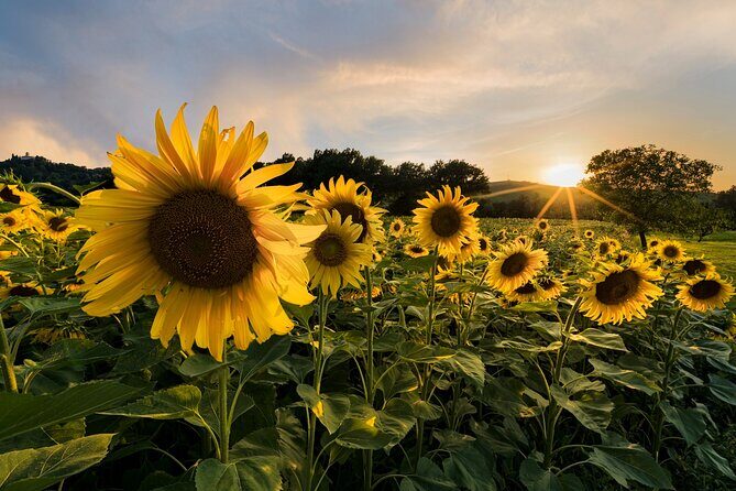 Bologna Surroundings Photo Tour: Rolling Hills and Badlands - The Sum Up: Who Should Book This Tour?