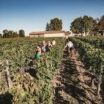 Bordeaux: St-Emilion and Medoc Wine Day Tour with Lunch - Visiting Château Margaux and the Médoc Vineyards
