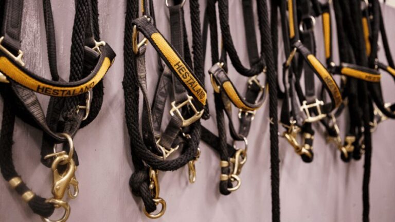 Borgarnes: Horseback Riding Tour with Prep Lesson - What the Experience Looks Like