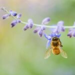 Bosa: discover the products of the beehive - Analyzing Value and Overall Impression