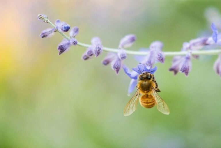 Bosa: discover the products of the beehive - Analyzing Value and Overall Impression