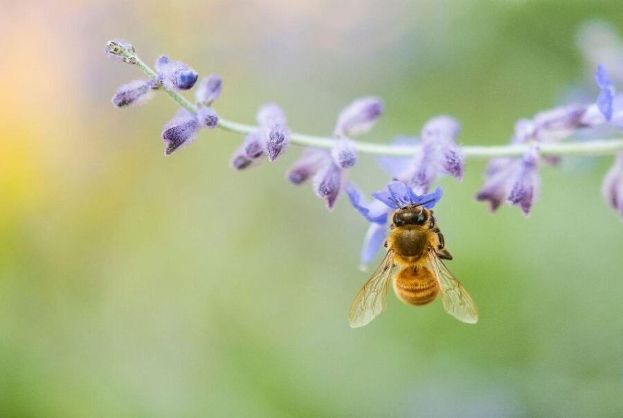 Bosa: discover the products of the beehive - Analyzing Value and Overall Impression