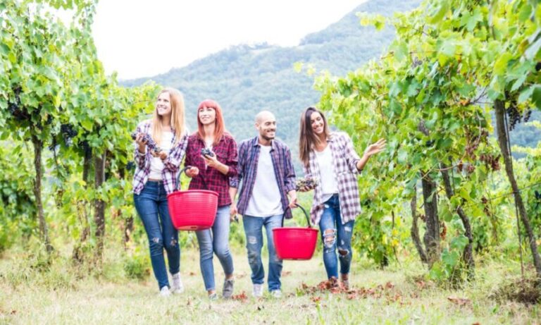 Boscotrecase: Vesuvius Wine Tasting Tour With Lunch - What to Expect on the Day