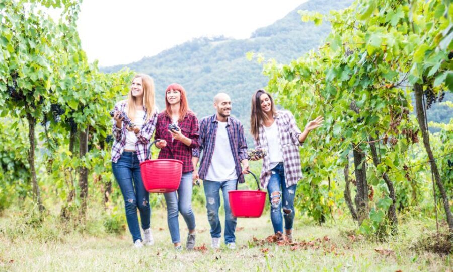 Boscotrecase: Vesuvius Wine Tasting Tour With Lunch - What to Expect on the Day