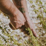 Botanical workshop & Nepeta's bitters tasting in Val di Noto - The Practical Details & How It Fits Into Your Trip