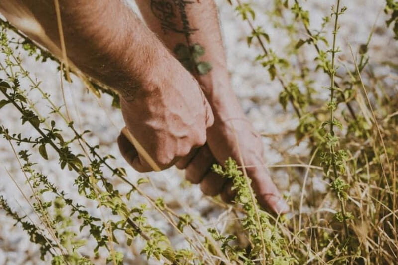 Botanical workshop & Nepeta's bitters tasting in Val di Noto - The Practical Details & How It Fits Into Your Trip