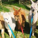 Brackenfield: Alpaca Trek - What to expect from your Alpaca Trek adventure