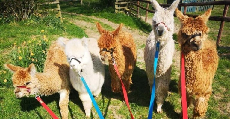 Brackenfield: Alpaca Trek - What to expect from your Alpaca Trek adventure