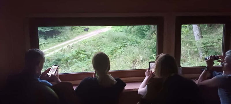 Braov: 4-Hour Bear Watching Tour in Carpathian Mountains - Who Should Book This Tour?