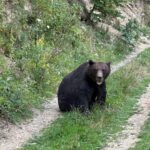 Brasov: Bear Watching in the Wild (From a Hideout) - The Itinerary Breakdown