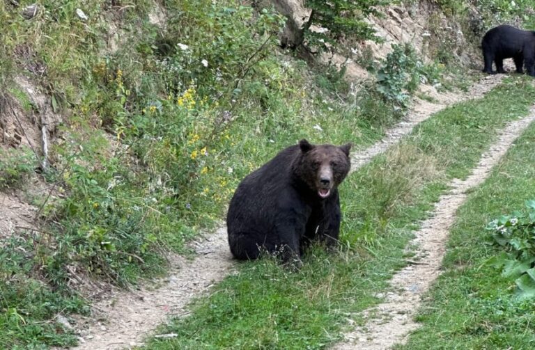Brasov: Bear Watching in the Wild (From a Hideout) - The Itinerary Breakdown