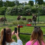 Brasov: Bran Castle, Bear Sanctuary, Rasnov (Peles Optional) - Highlights and Practical Tips