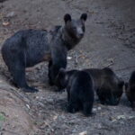 Brasov: Brown Bear & Wildlife Watching - The Experience: Authenticity and Education