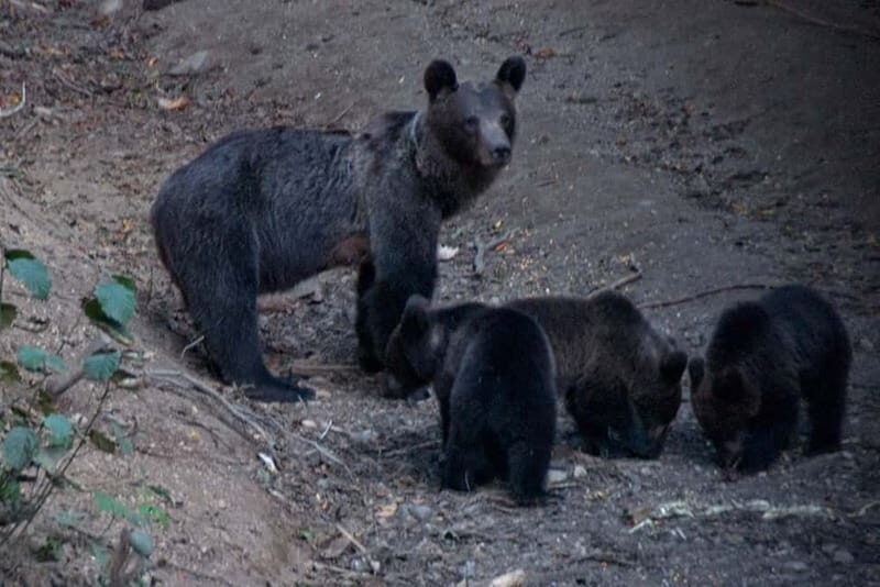 Brasov: Brown Bear & Wildlife Watching - The Experience: Authenticity and Education
