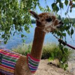 Braunschweig: Alpaca Trekking Tour - The Experience: What You Can Expect