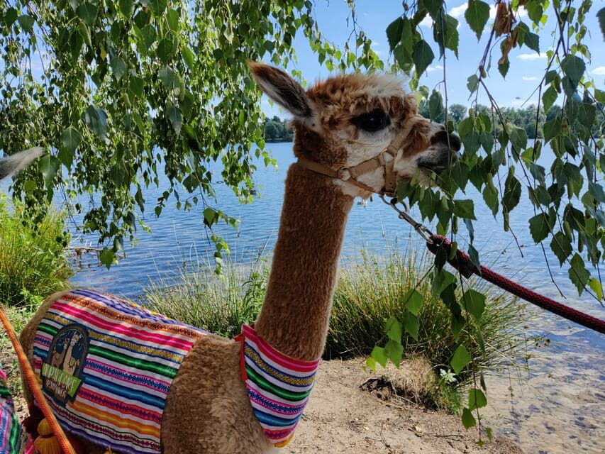 Braunschweig: Alpaca Trekking Tour - The Experience: What You Can Expect