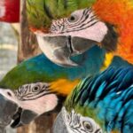 Breakfast with Parrots at Masseria mazzetta with wildlife park - The Overall Experience