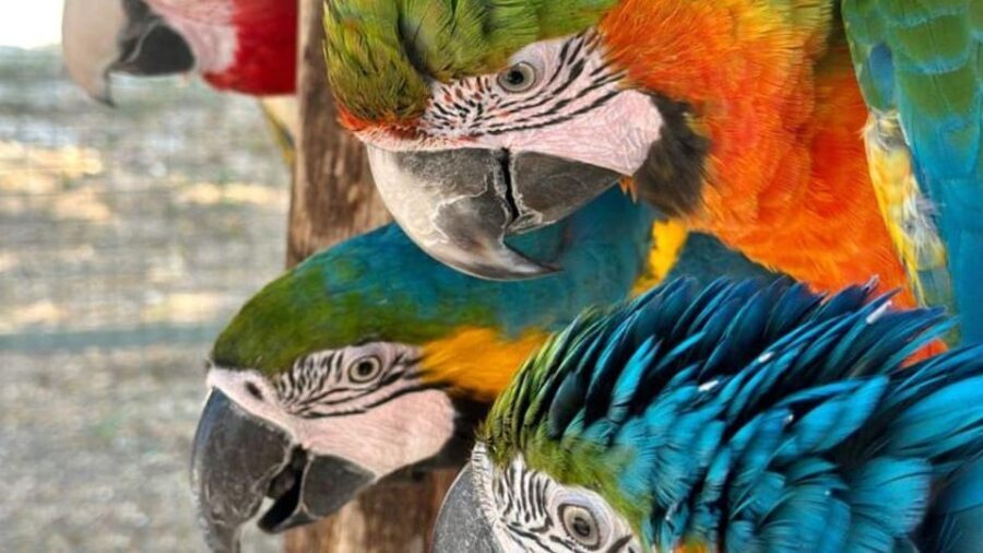 Breakfast with Parrots at Masseria mazzetta with wildlife park - The Overall Experience