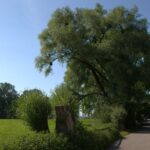 Bregenz - Historic Guided walking tour - What Makes It Valuable