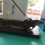 Bristol: Big Lizard Keeper for Two People - Who Will Love This Experience?