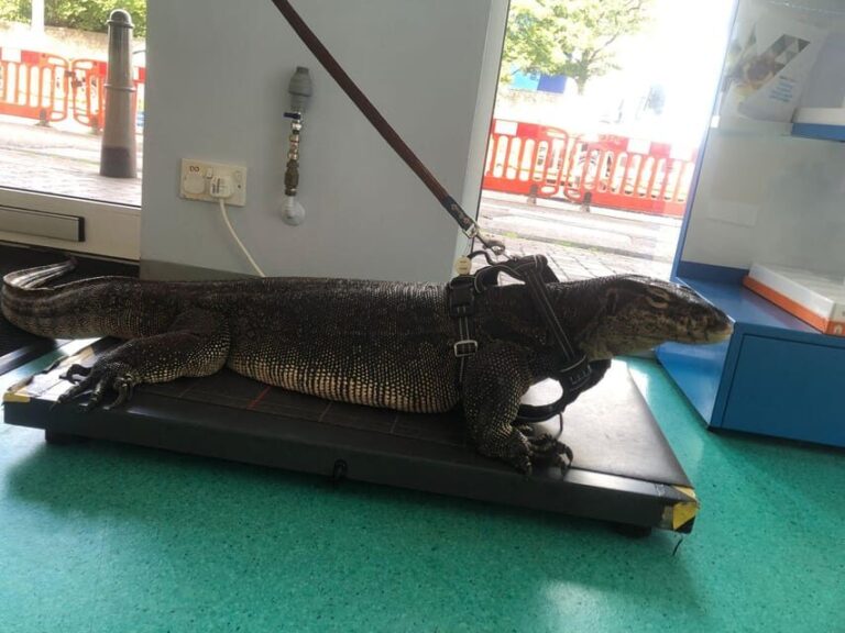 Bristol: Big Lizard Keeper for Two People - Who Will Love This Experience?