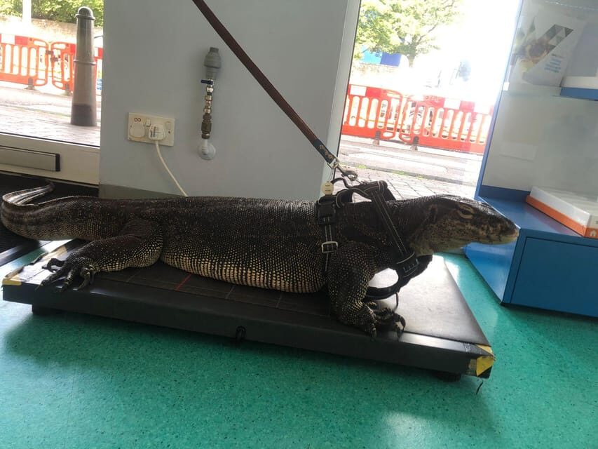 Bristol: Big Lizard Keeper for Two People - Who Will Love This Experience?