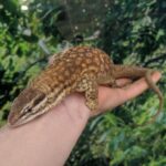Bristol: Lizard Experience with Lunch - Key Points