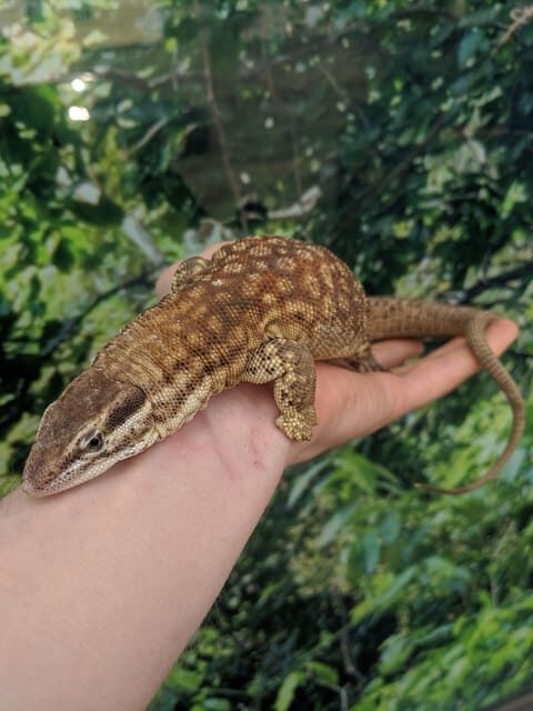 Bristol: Lizard Experience with Lunch - Key Points