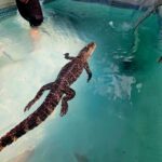 Bristol: Swimming with Crocodiles and Lunch x4 - Detailed Breakdown of the Itinerary