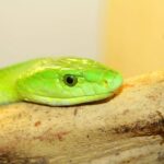 Bristol: Venomous Snake Tour w/ Guide & Croc Photo - What Reviewers Say