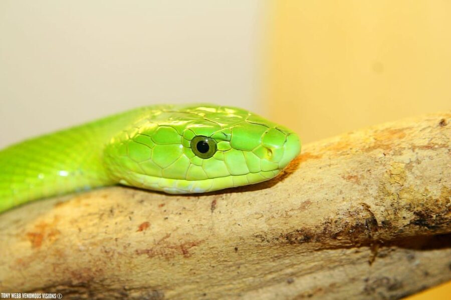 Bristol: Venomous Snake Tour w/ Guide & Croc Photo - What Reviewers Say