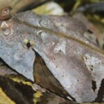 Bristol: Venomous Snake Tour with Reptile Photo - What to Expect from the Venomous Snake Tour