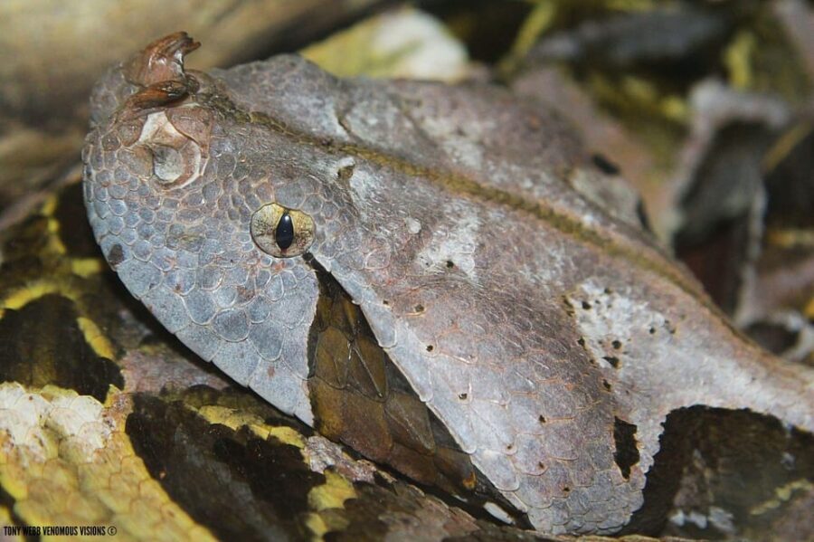Bristol: Venomous Snake Tour with Reptile Photo - What to Expect from the Venomous Snake Tour