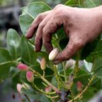 Bronte: Tour e degustazione nelle piantagioni di pistacchi - An In-Depth Look at the Tour