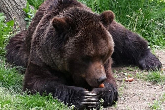 Brown Bear Sanctuary Tour from Brasov Entrance Ticket Guaranteed - The Introduction: Why This Tours Stands Out