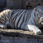 Brugelette: Pairi Daiza Zoo Entry Ticket - Practical Details: Your Day at Pairi Daiza