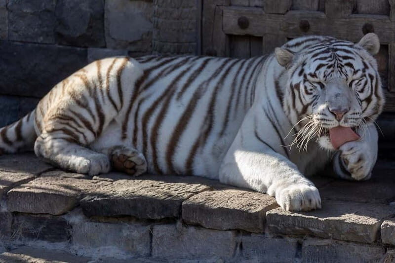 Brugelette: Pairi Daiza Zoo Entry Ticket - Practical Details: Your Day at Pairi Daiza