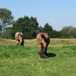 Bruges: Flatlands Guided Bike Tour - Detailed Breakdown of the Itinerary