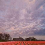Brussels: Keukenhof, Tulips, and Delft Day Trip - What to Expect from This Day Trip