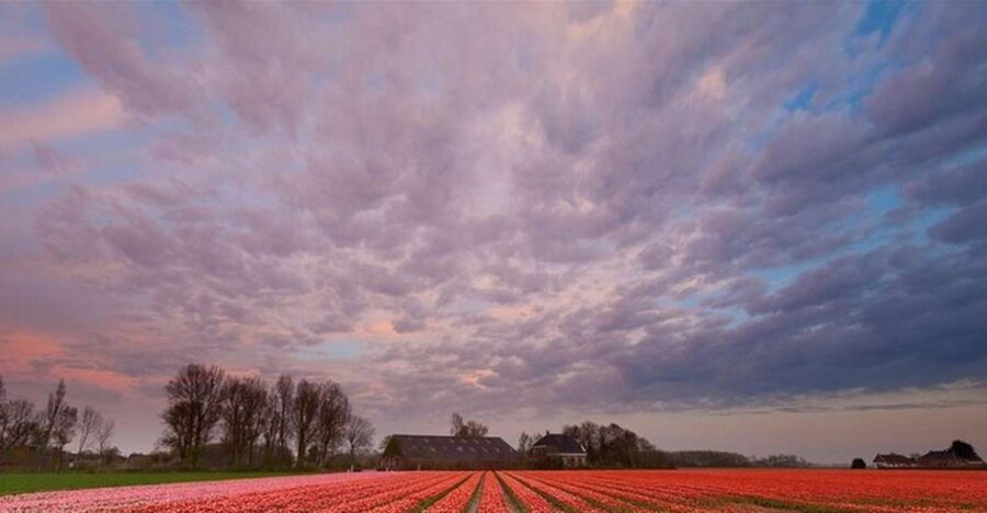 Brussels: Keukenhof, Tulips, and Delft Day Trip - What to Expect from This Day Trip