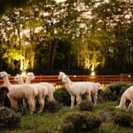 Bucharest: Day Trip at the The Tribe Alpaca Retreat - The Value of the Experience