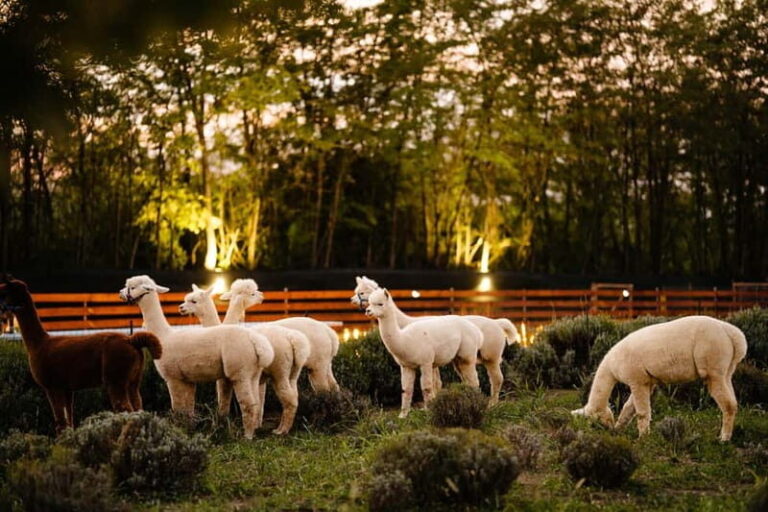 Bucharest: Day Trip at the The Tribe Alpaca Retreat - The Value of the Experience