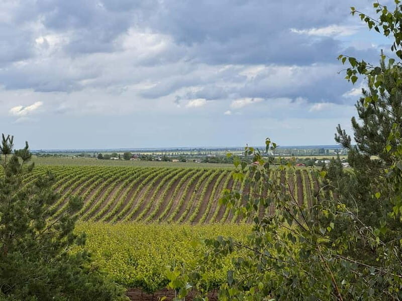 Bucharest: Half-Day Tour of Dealu Mare Wineries - Final Thoughts