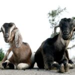 Bucharest: Ranch with Domestic Animals Day Trip - What to Pack and Practical Tips