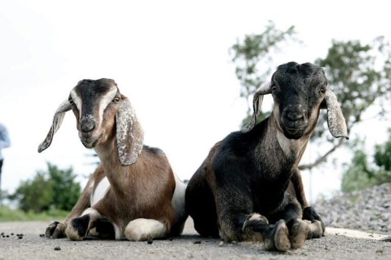 Bucharest: Ranch with Domestic Animals Day Trip - What to Pack and Practical Tips