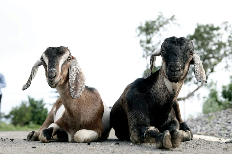 Bucharest: Ranch with Domestic Animals Day Trip - What to Pack and Practical Tips
