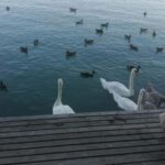 Budapest: Lake Balaton & Herend Porcelain Private Day Tour - Practical Tips for Future Travelers